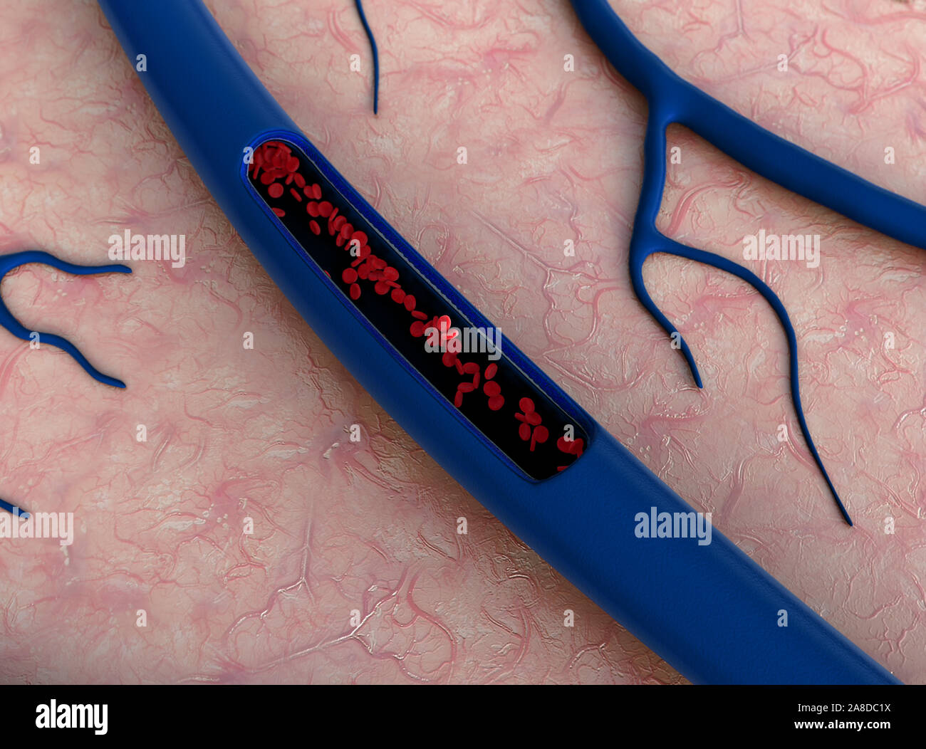 artery shown with a cut out section, High quality rendering with ...