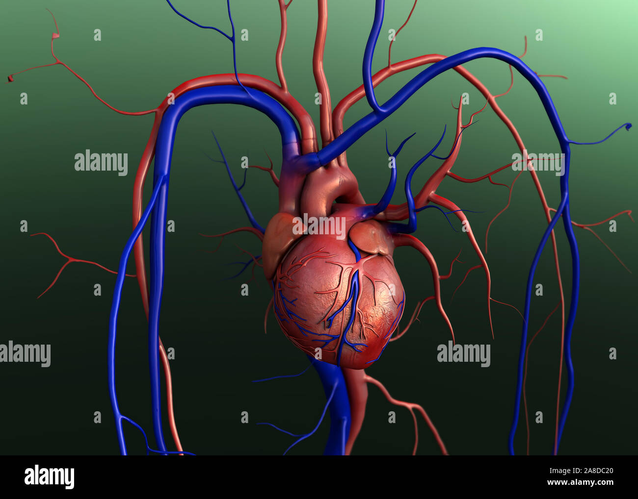 Heart model, Full clipping path included, Human heart for medical study ...