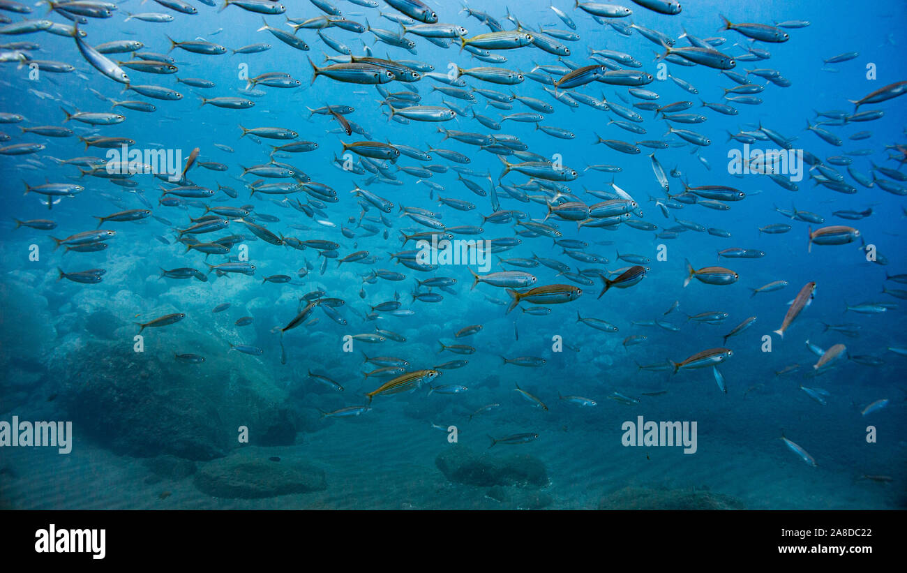 School of fish in blue water Stock Photo - Alamy