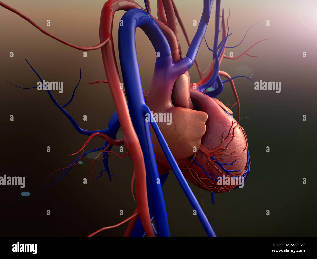 Heart model, Full clipping path included, Human heart for medical study ...