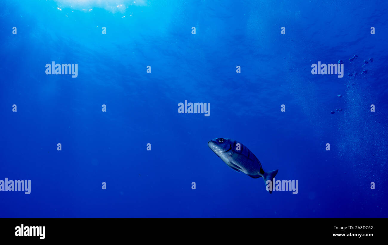 Fish in blue water, sunlight above Stock Photo - Alamy