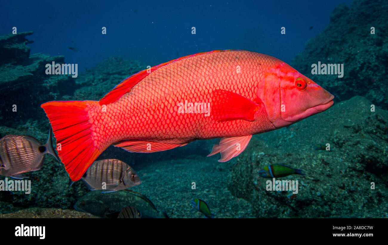 Red Snapper while diving in Madeira, Portugal Stock Photo - Alamy