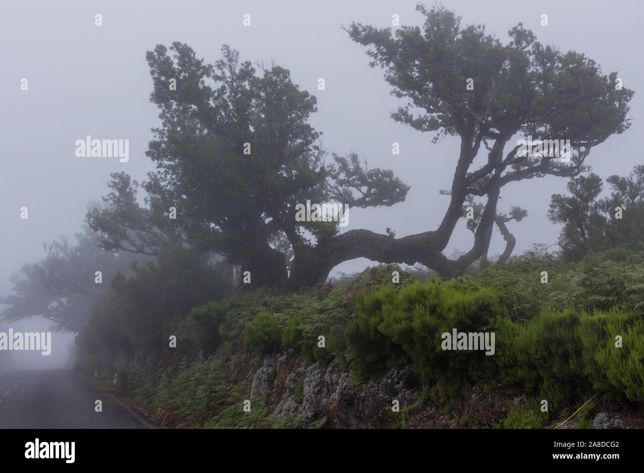 Cloud forest in Madeira's mountains Stock Photo - Alamy