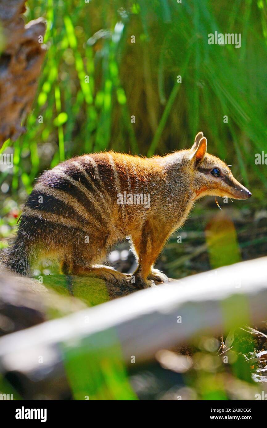 Animal Australiano Numbat De Pie
