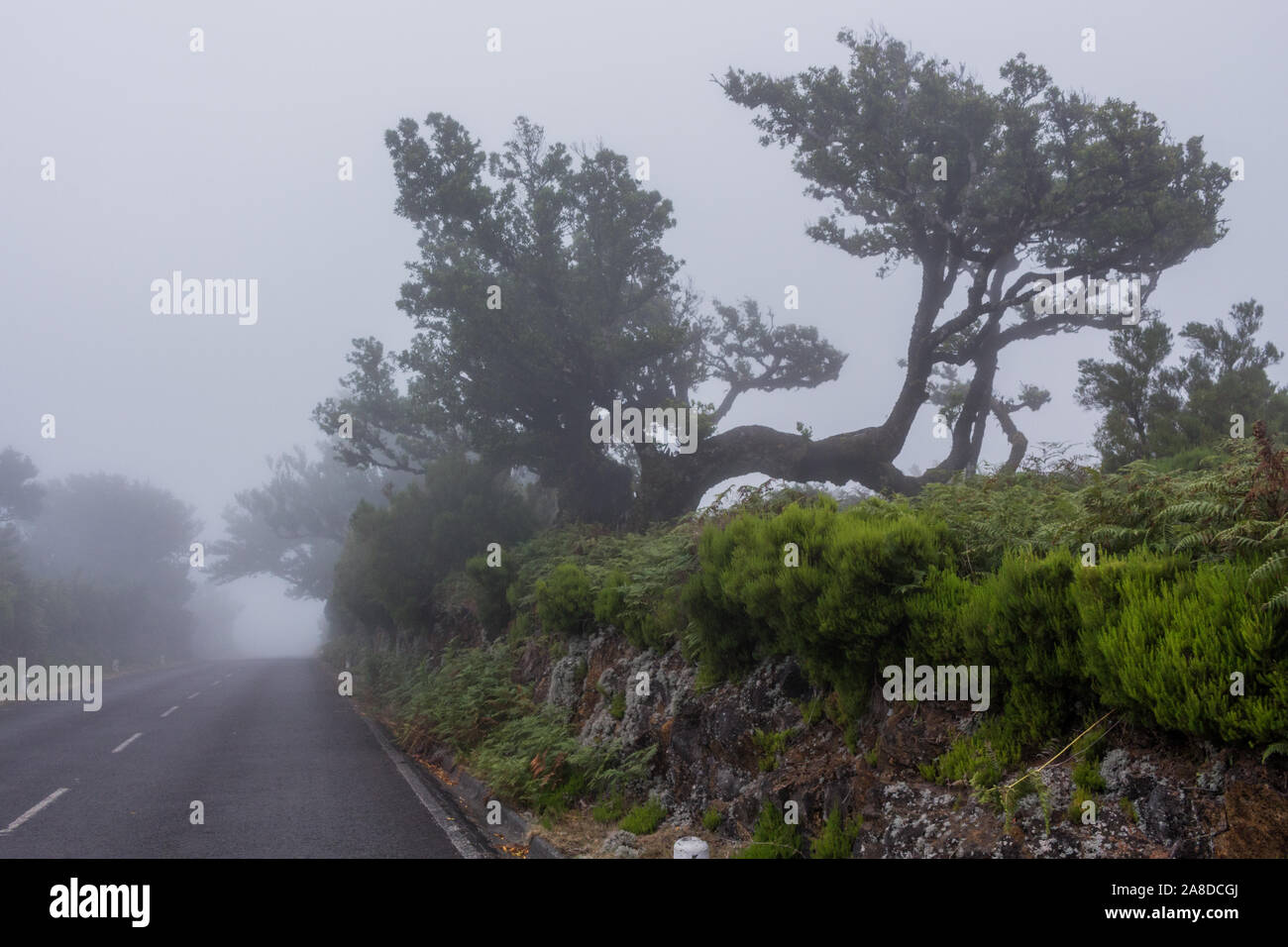 Cloud forest in Madeira's mountains Stock Photo - Alamy
