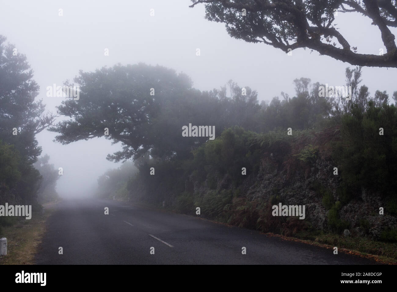 Cloud forest in Madeira's mountains Stock Photo - Alamy