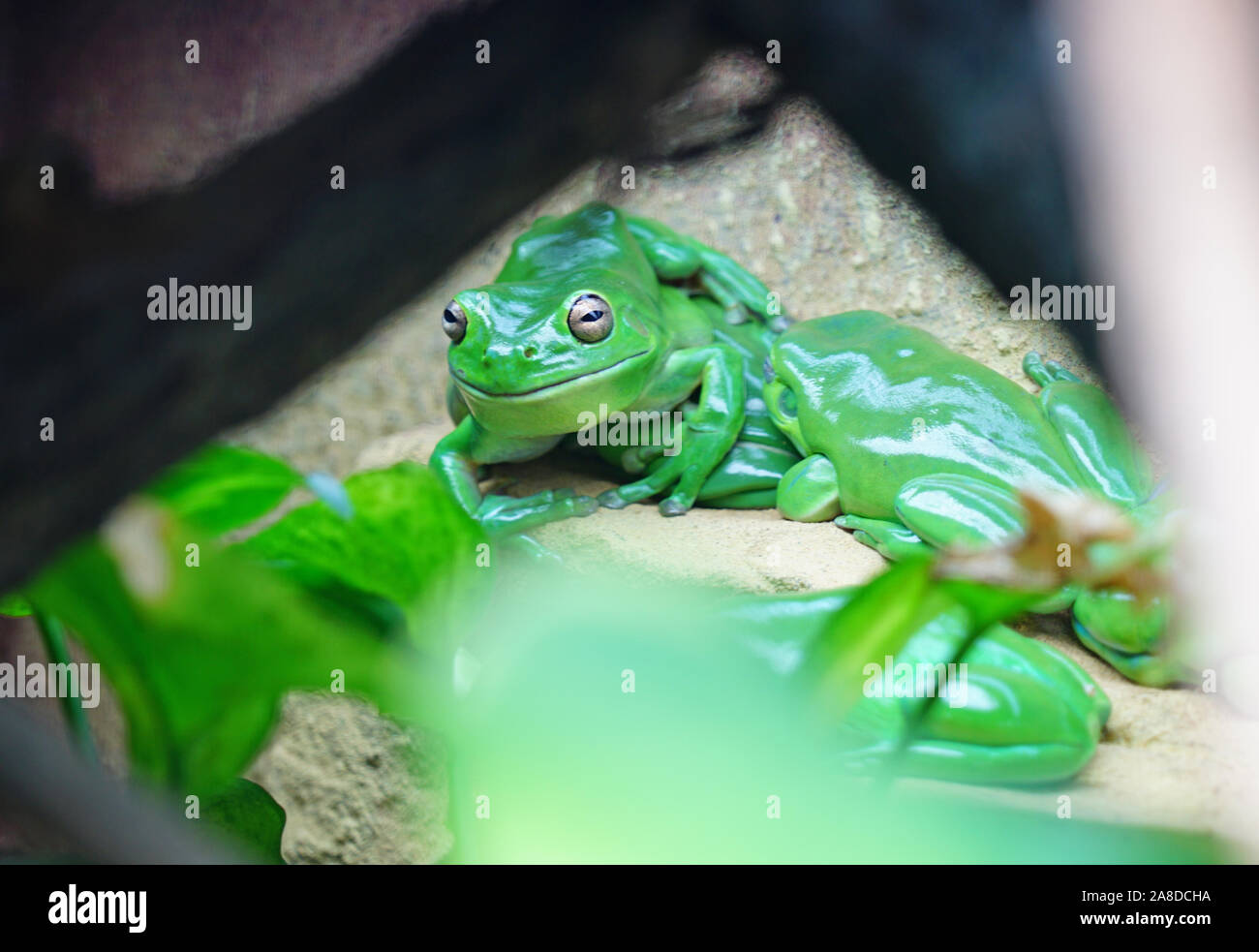 A green tree frog amphibian Stock Photo - Alamy
