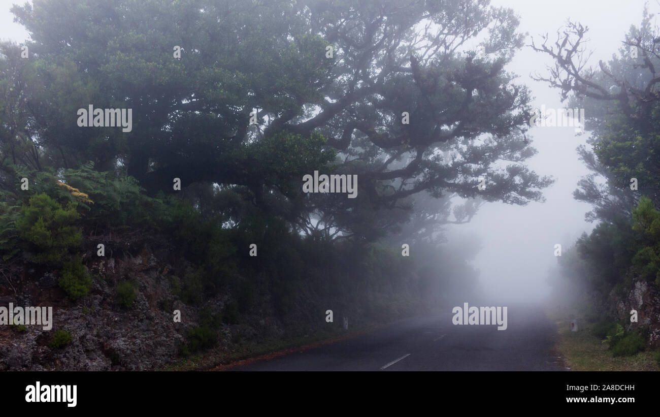 Cloud forest in Madeira's mountains Stock Photo - Alamy