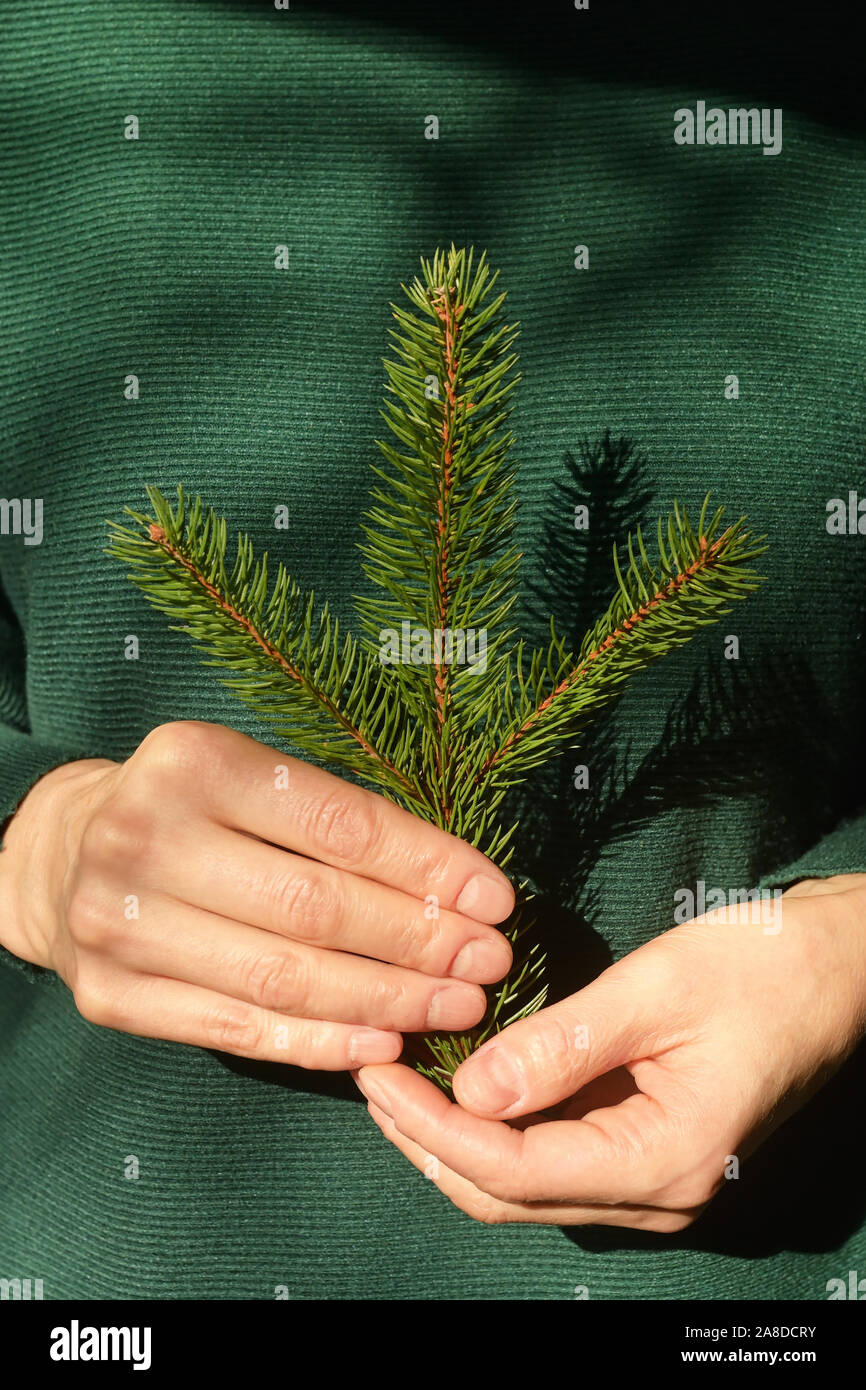 Woman is holding pine tree branch and natural sunlight Stock Photo - Alamy