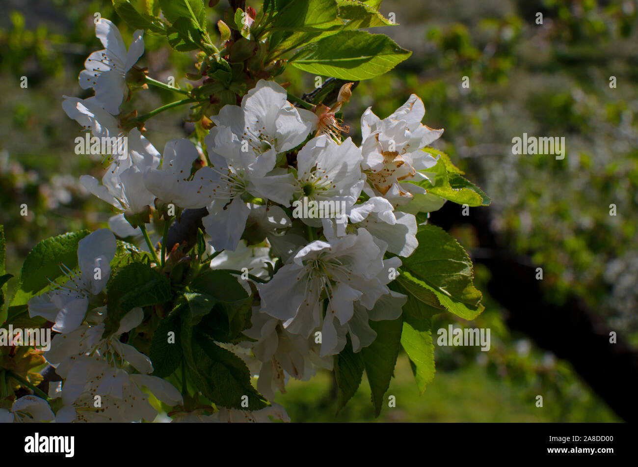 Cherry blossom in the Jerte Valley, Cáceres, Spain. Closeup of a branch ...