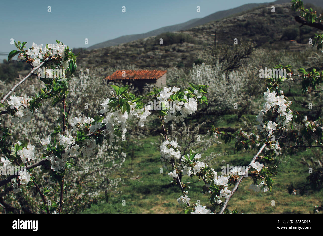 Cherry blossom in the jerte valley hi-res stock photography and images ...