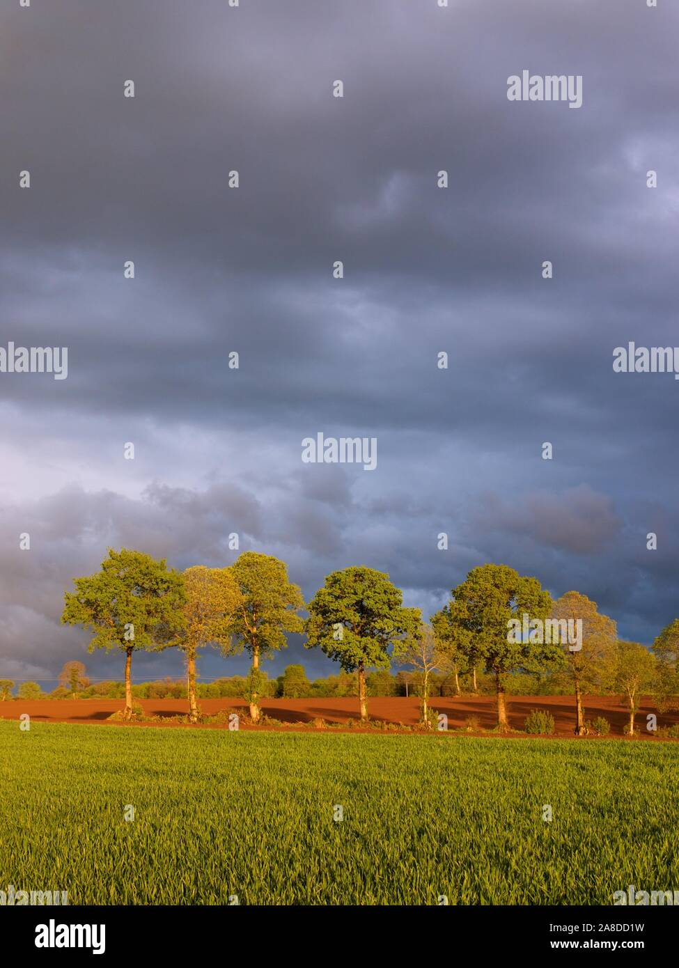 Trees and Storm Clouds, Normandy, France Stock Photo - Alamy