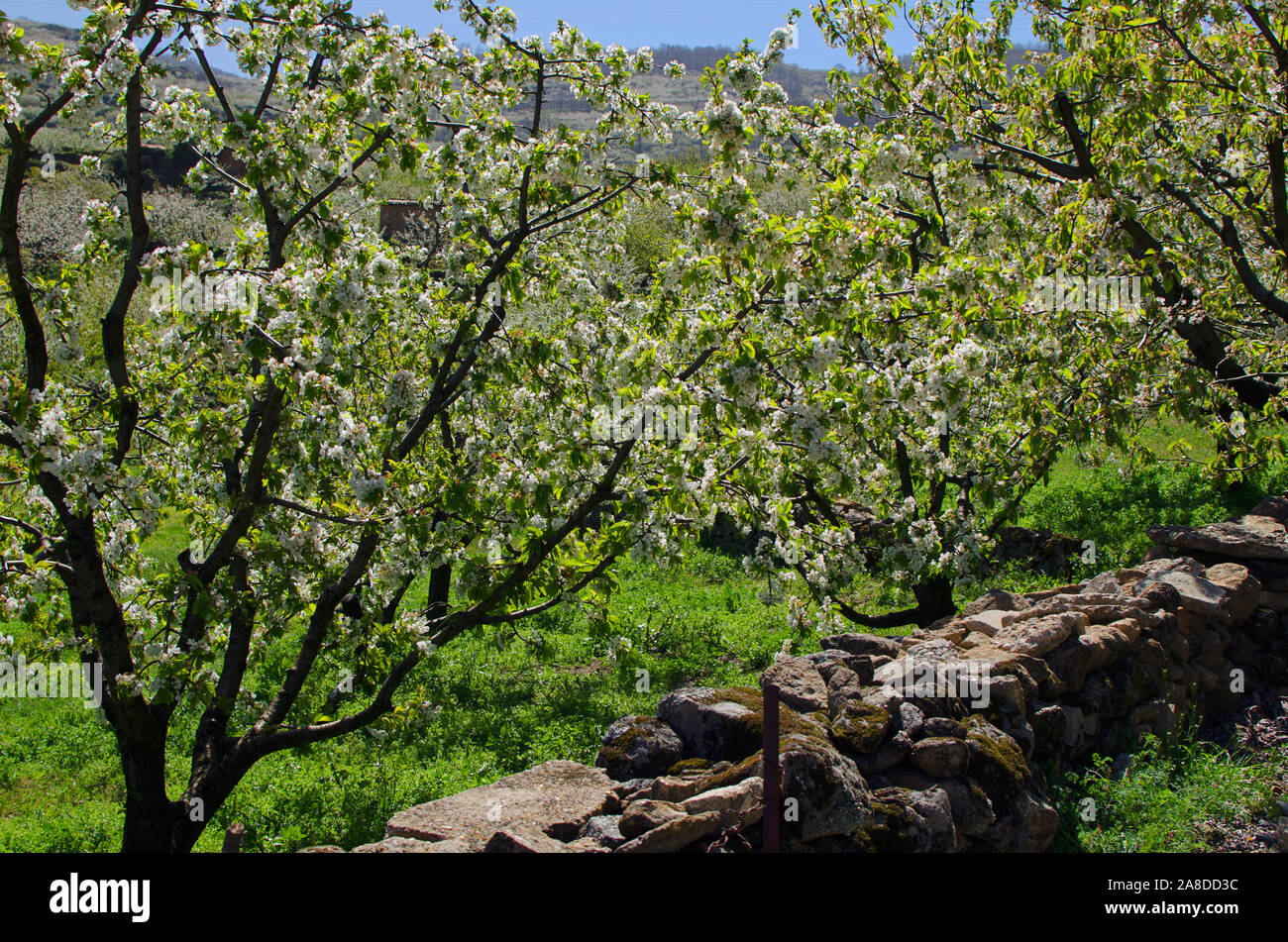 Cherry blossom in the Jerte Valley, Cáceres, Spain. Selective focus in ...