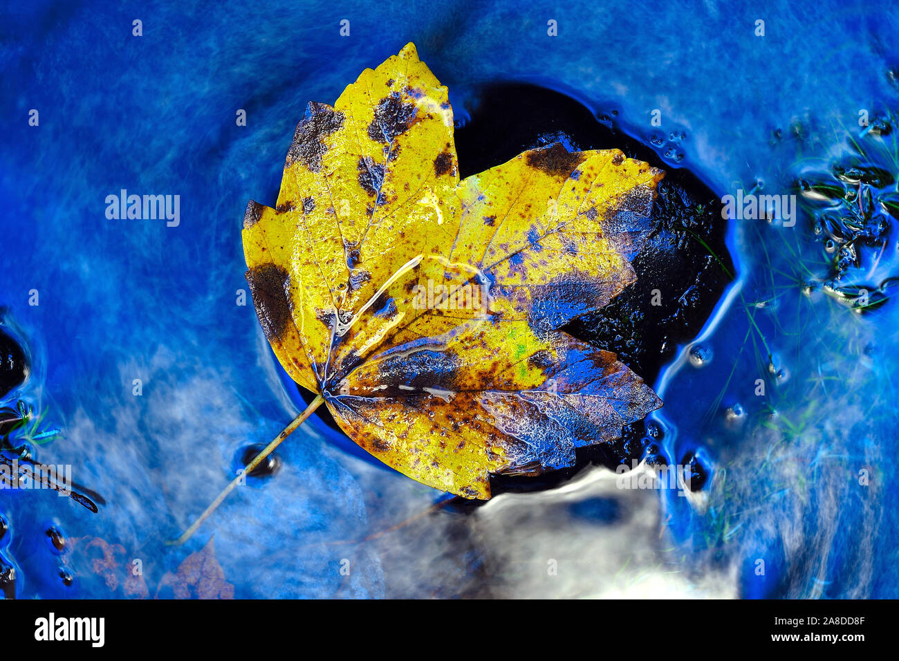 Colorful fall leaves the flowing forest brook. Maple leaf caught on ...