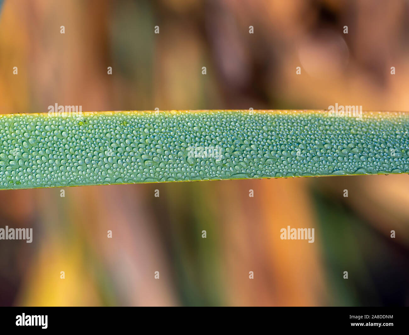 little drops on the leaf vertical view on the frame Stock Photo - Alamy