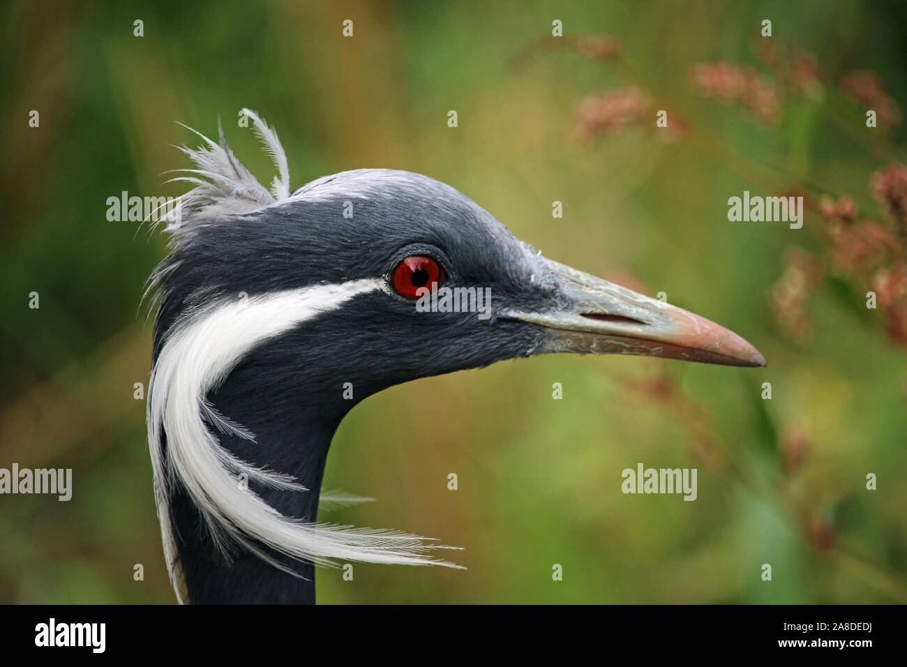Demoisella crane, Grus virgo, head and neck showing the distinctive ear ...