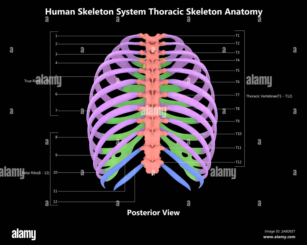 Human Skeleton System Thoracic Vertebrae Anatomy Stock Photo - Alamy