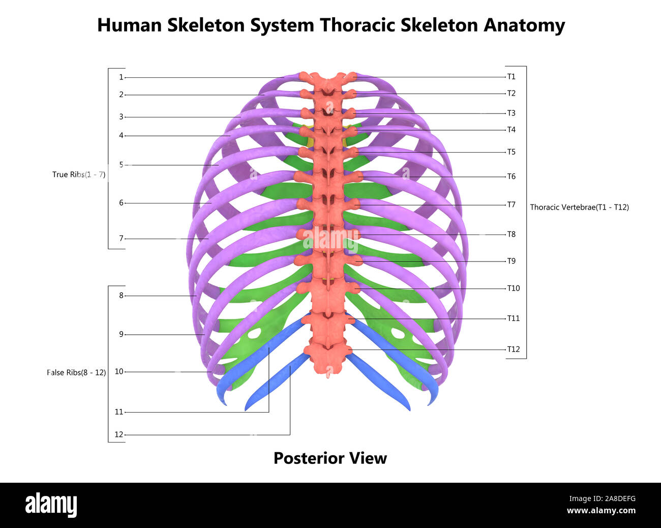 Human Skeleton System Thoracic Vertebrae Anatomy Stock Photo - Alamy