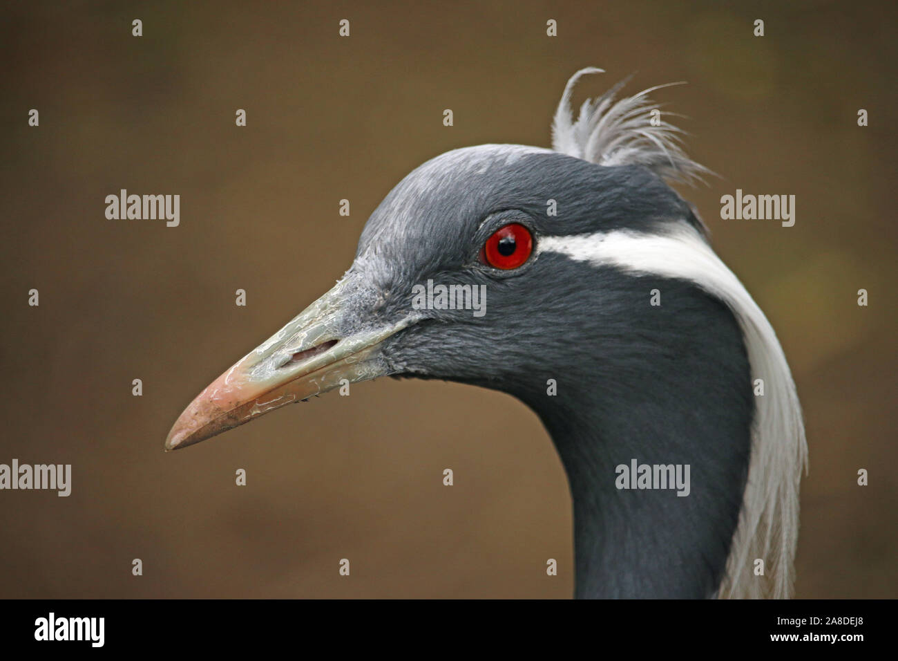 Distinctive ear tufts hi-res stock photography and images - Alamy
