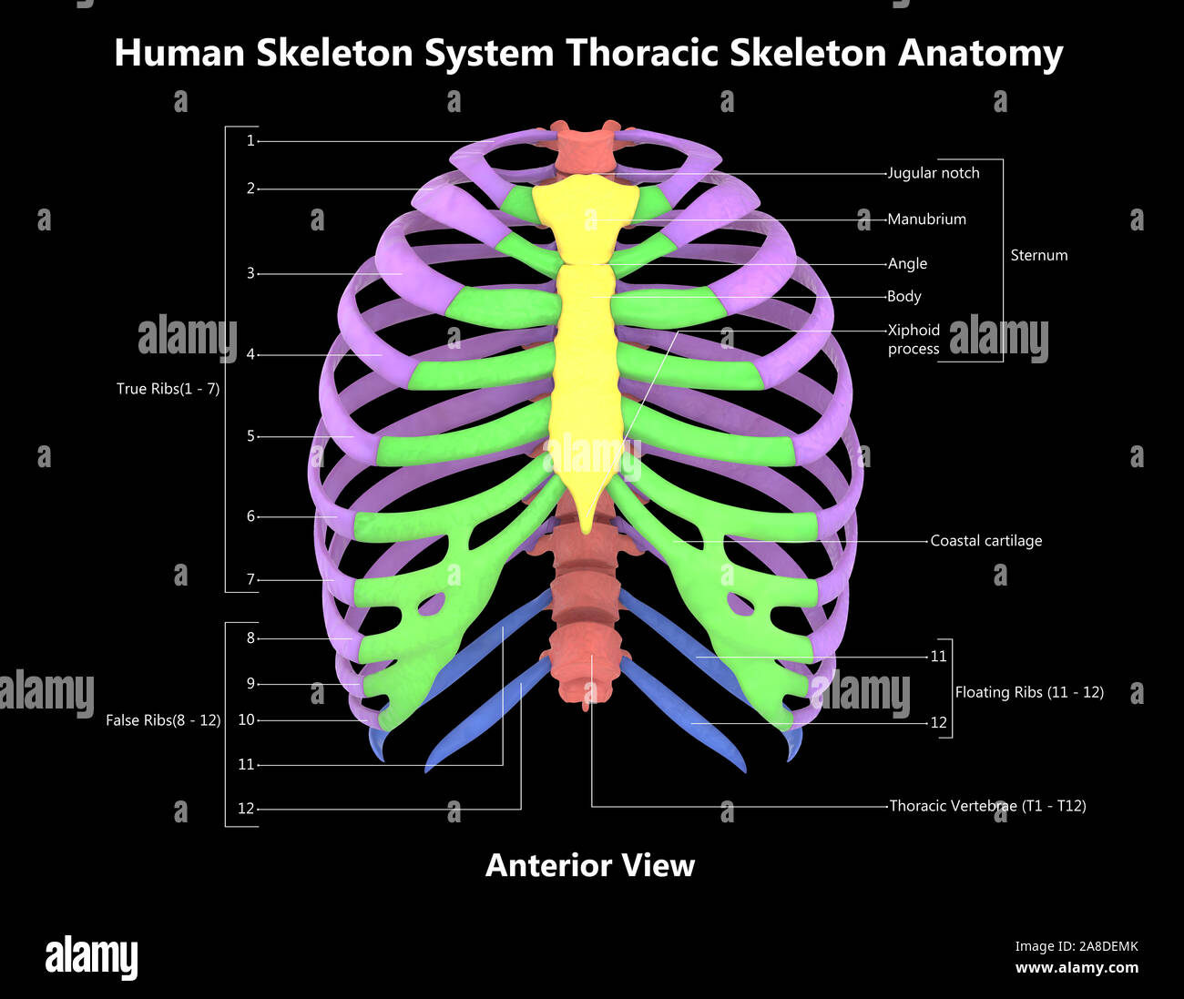 Human Skeleton System Thoracic Vertebrae Anatomy Stock Photo - Alamy