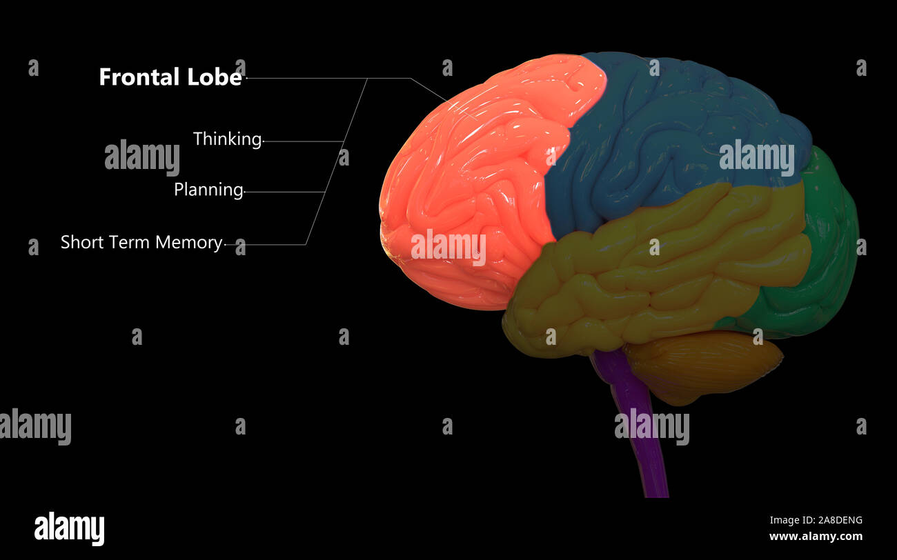 Central Organ of Human Nervous System Brain Lobes Anatomy Stock Photo ...