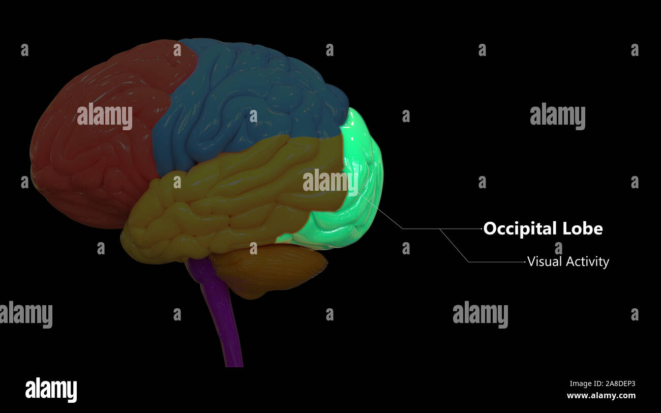Central Organ of Human Nervous System Brain Lobes Anatomy Stock Photo ...