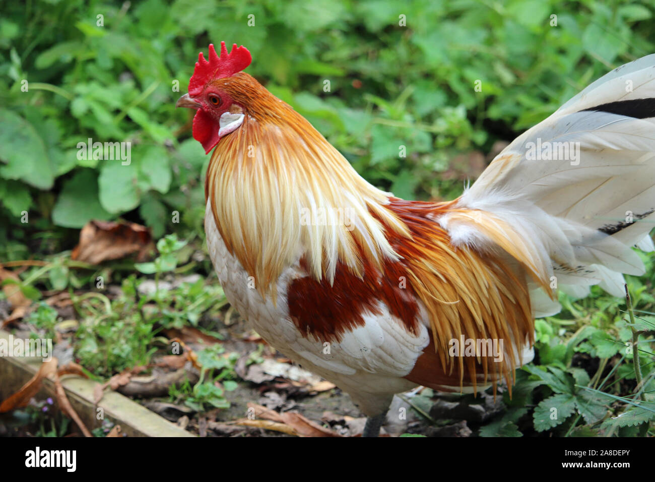 Pyle, probably red pyle, dutch bantam chicken, Gallus gallus domesticus ...