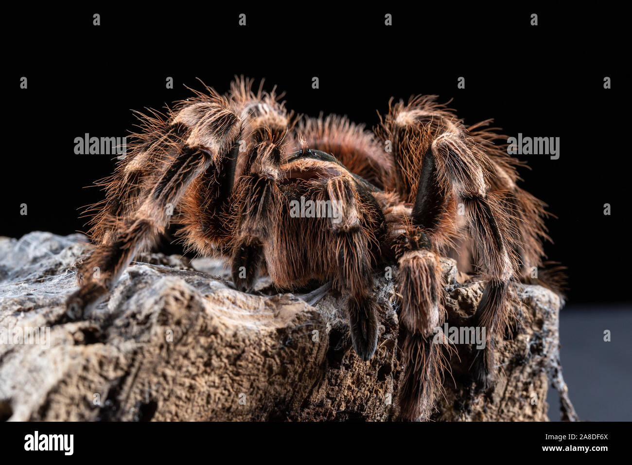 Amazon rainforest tarantula hi-res stock photography and images - Alamy