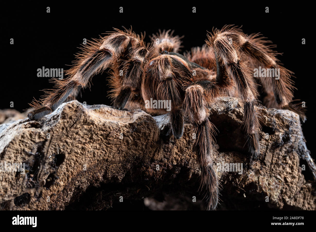 Brazilian giant white knee spider hi-res stock photography and images ...