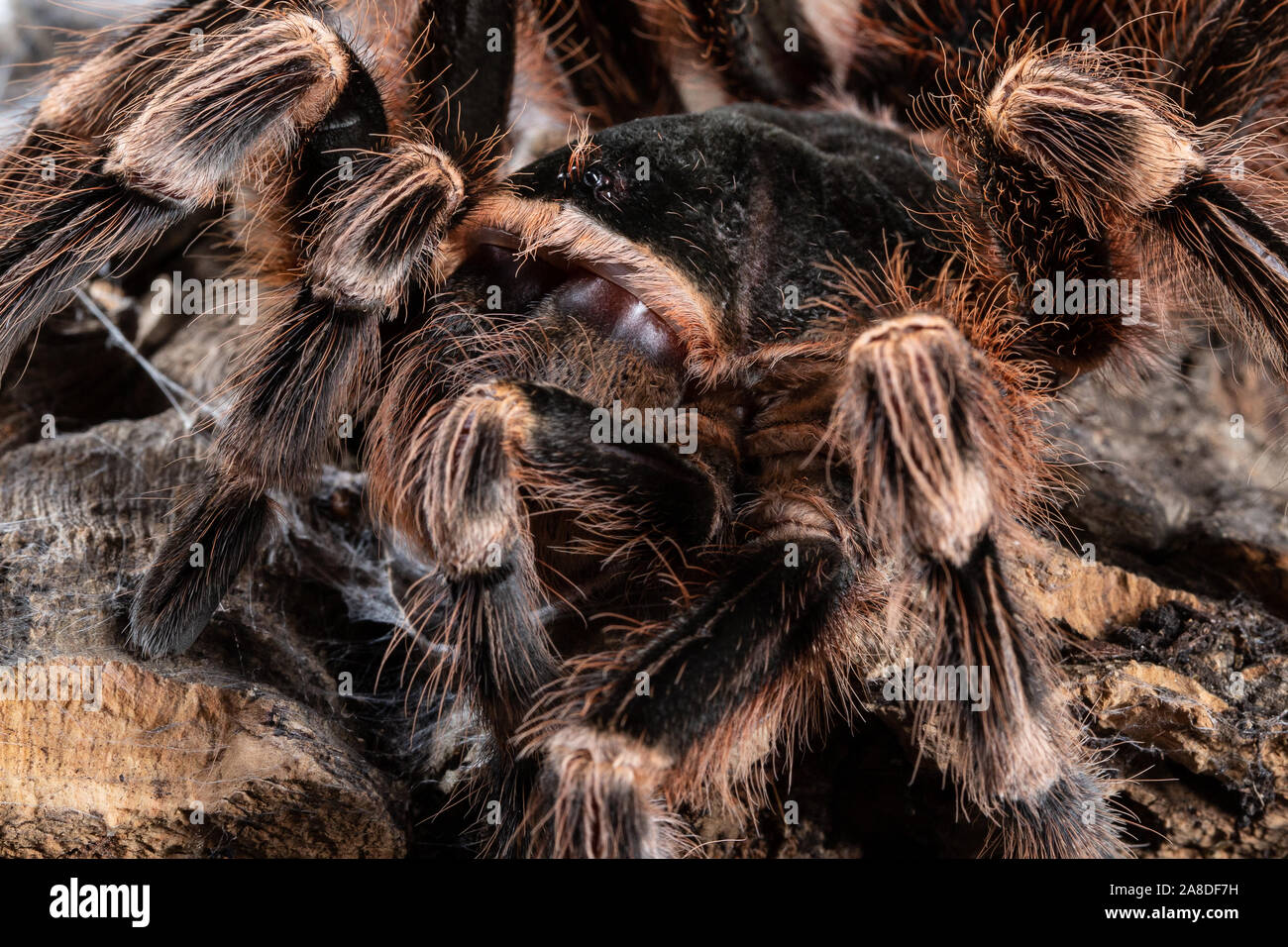 Brazilian giant white knee spider hi-res stock photography and images ...
