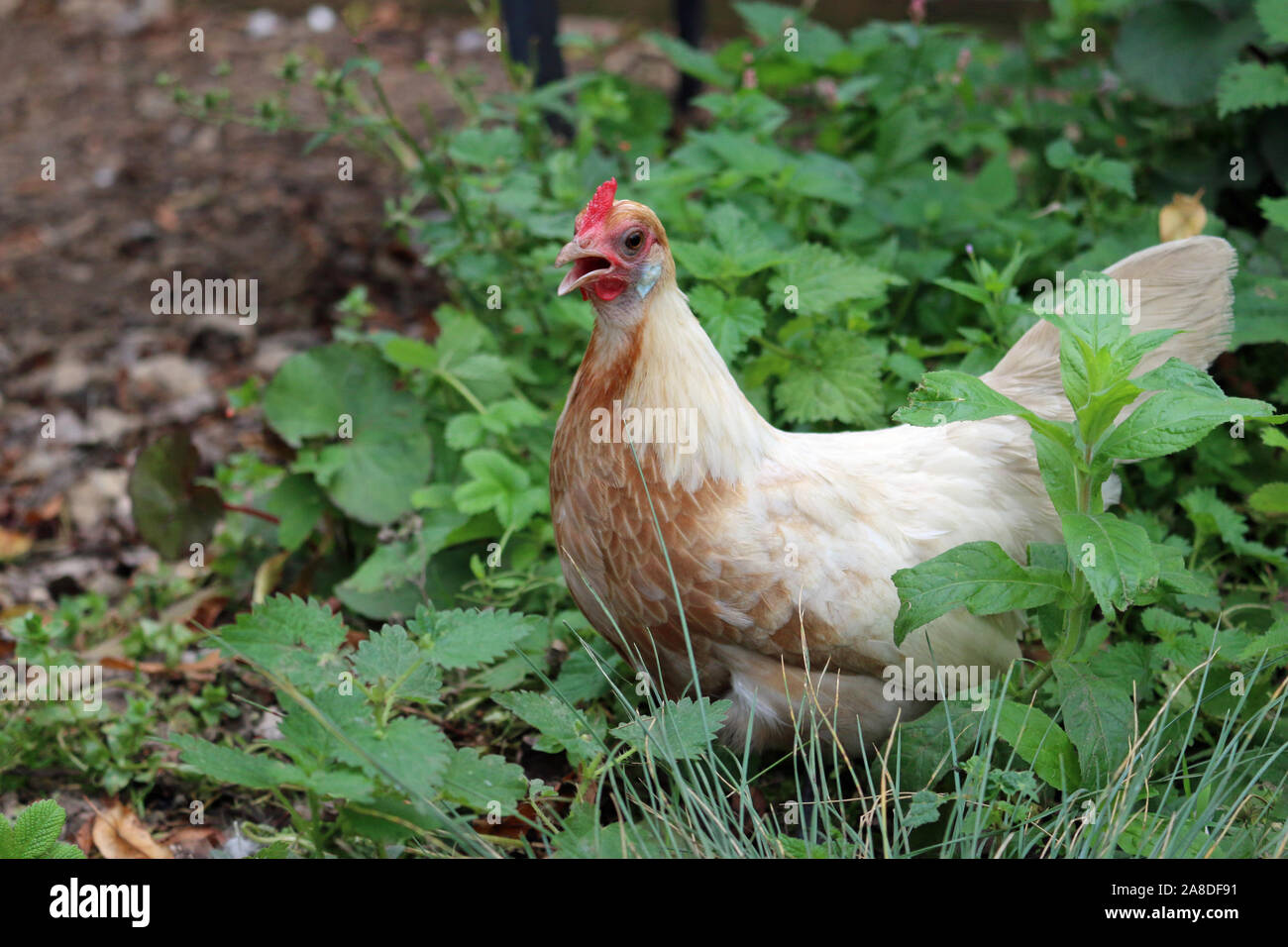 Pyle, probably red pyle, dutch bantam chicken, Gallus gallus domesticus ...