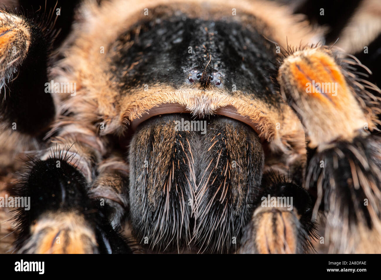 Mexican Red Knee Tarantula, Brachypelma hamorii, on a piece of cork ...