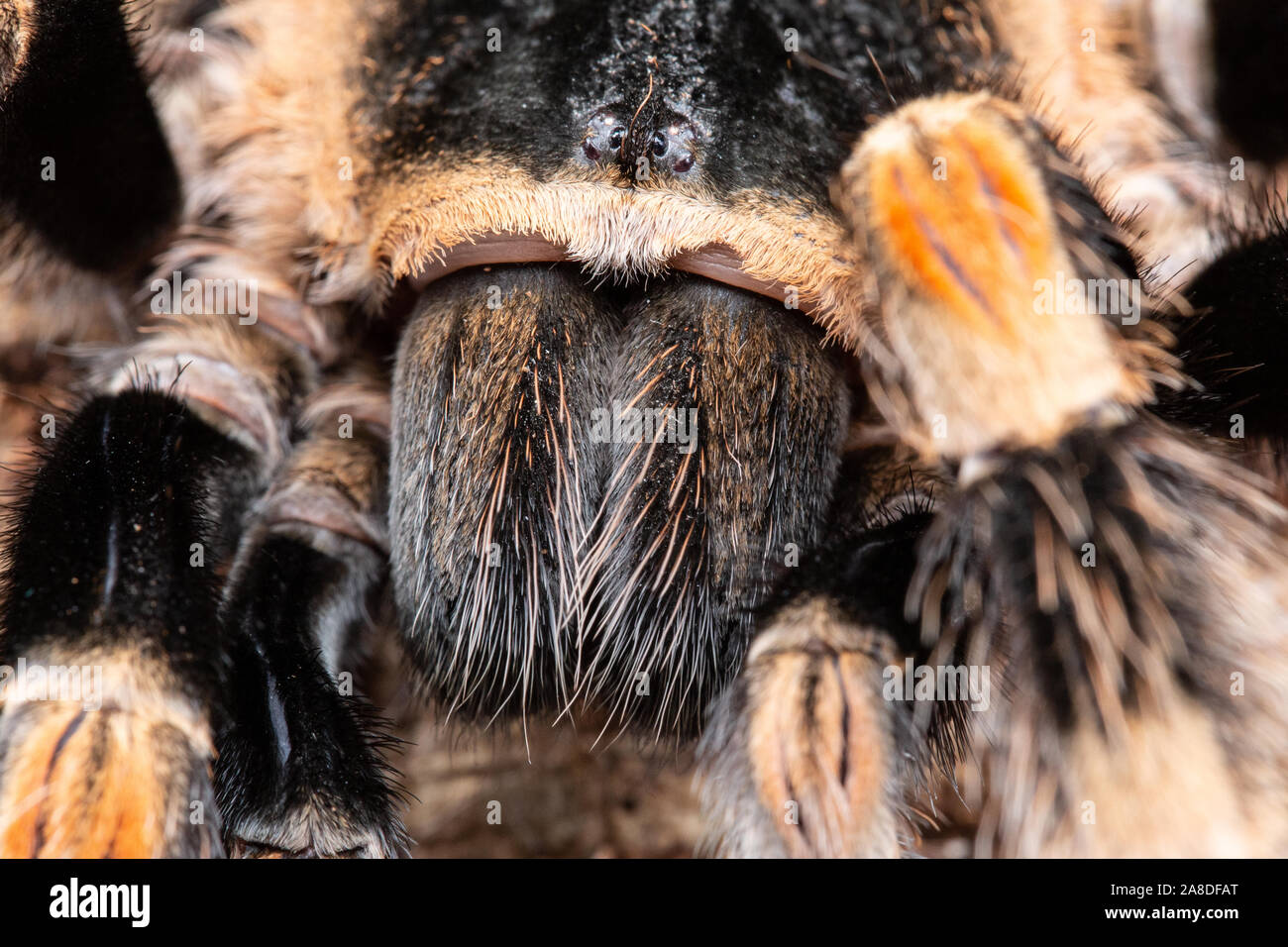 Red Knee Tarantula Eyes