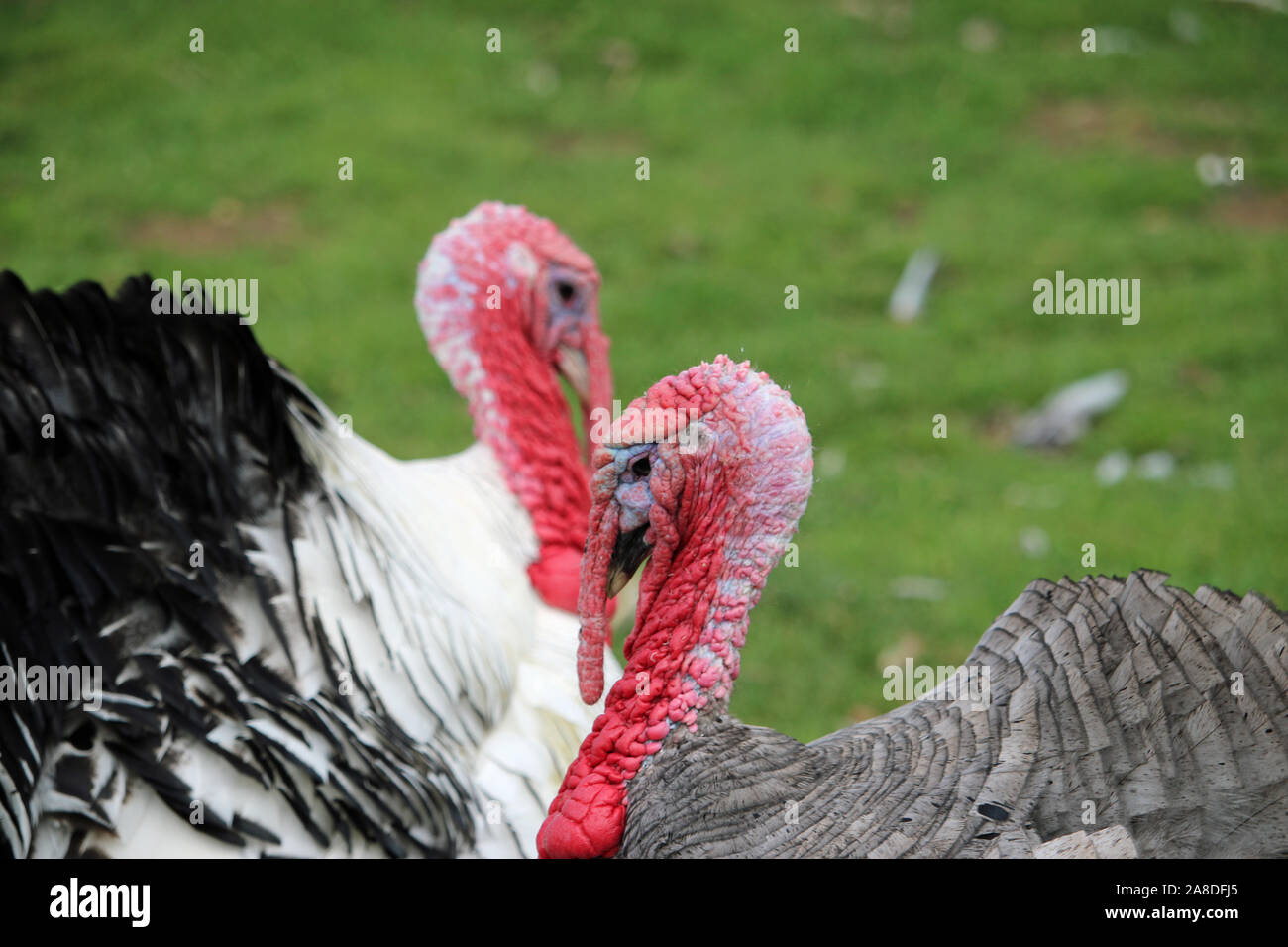Black Slate Turkey