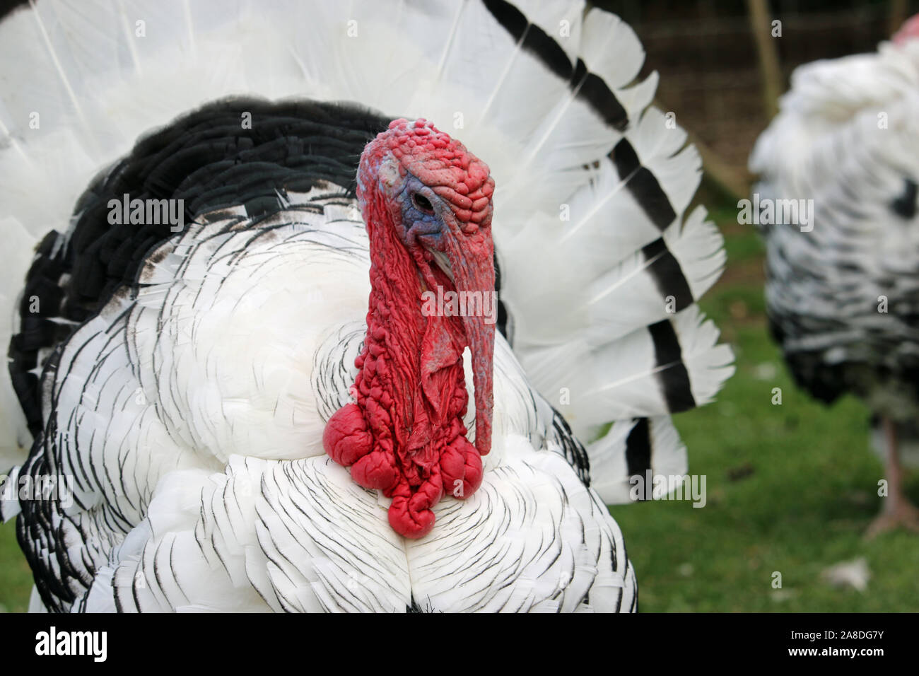 Ornamental turkey, Meleagris gallopavo, royal palm breed male stag with ...
