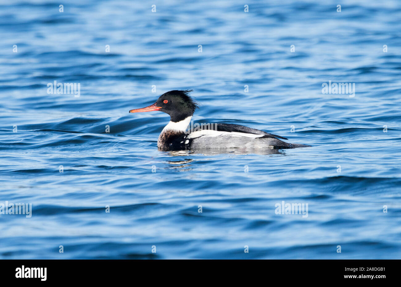 Mergus serrator wales hi-res stock photography and images - Alamy