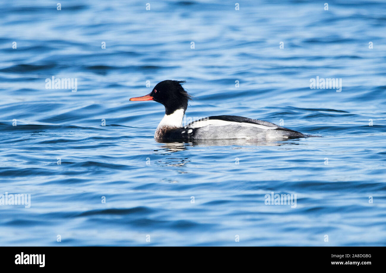 Mergus serrator wales hi-res stock photography and images - Alamy