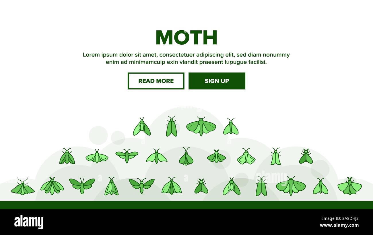 Moth, Insects Entomologist Collection Vector Linear Icons Set Stock ...