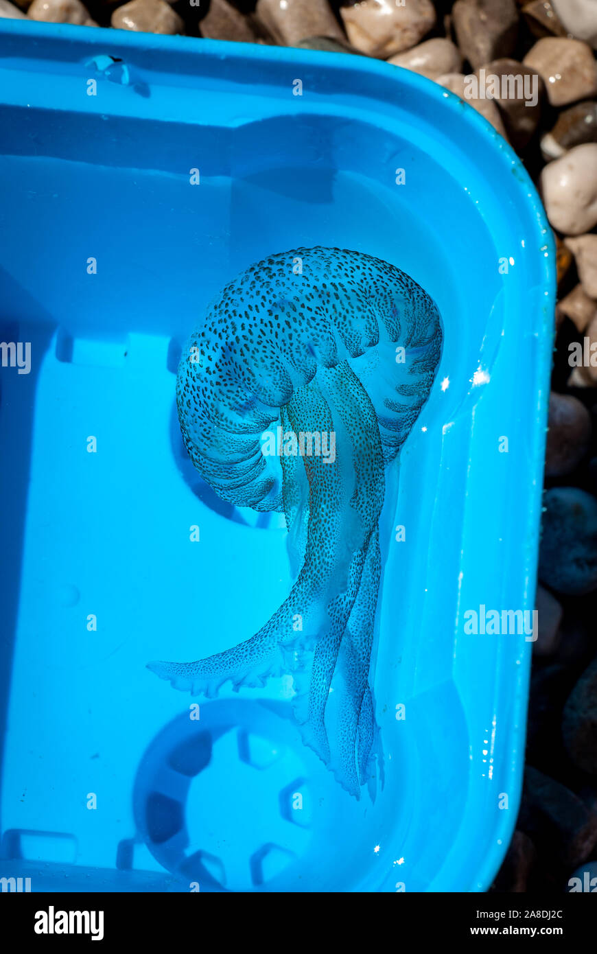 Sea wasp hi-res stock photography and images - Alamy