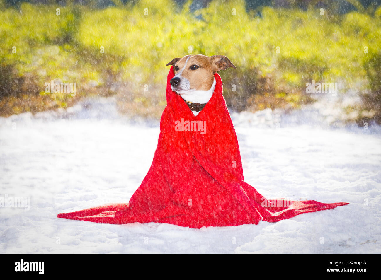 cool funny freezing icy dog in snow with sunglasses and scarf, sitting ...