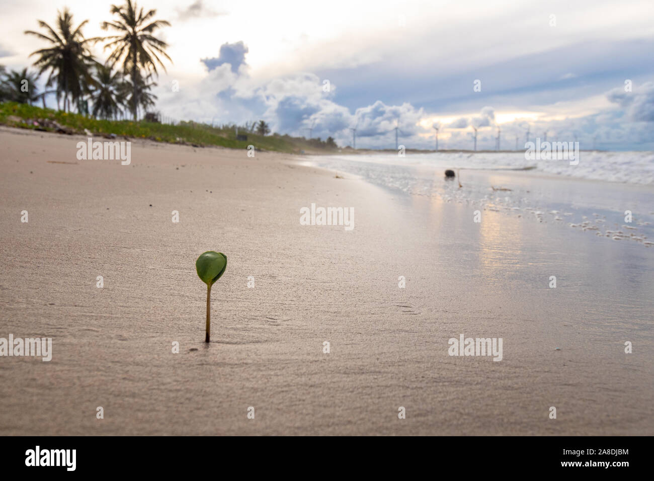 small palm tree on the beach Stock Photo - Alamy