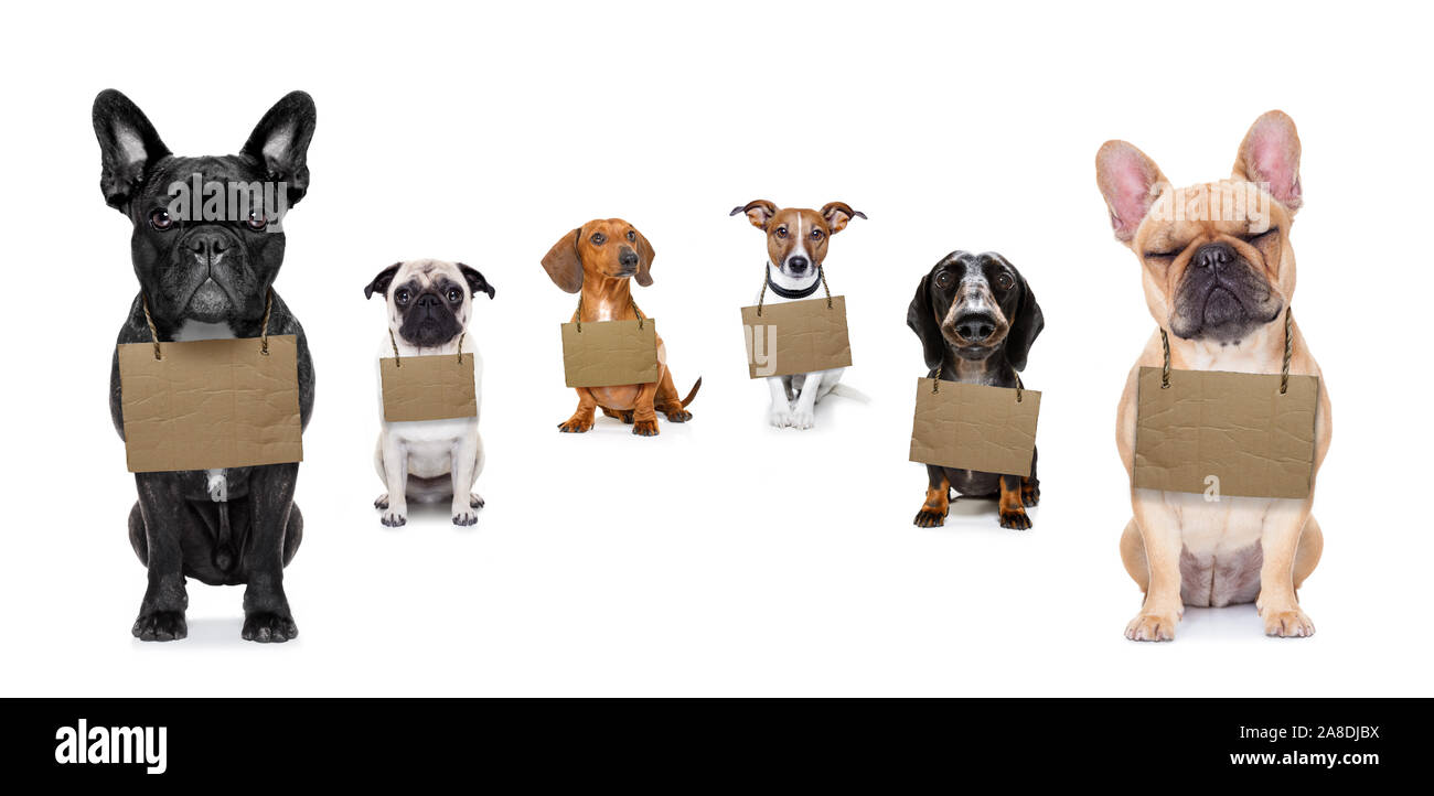 lost and homeless row of dogs for adoption with isolated on white ...