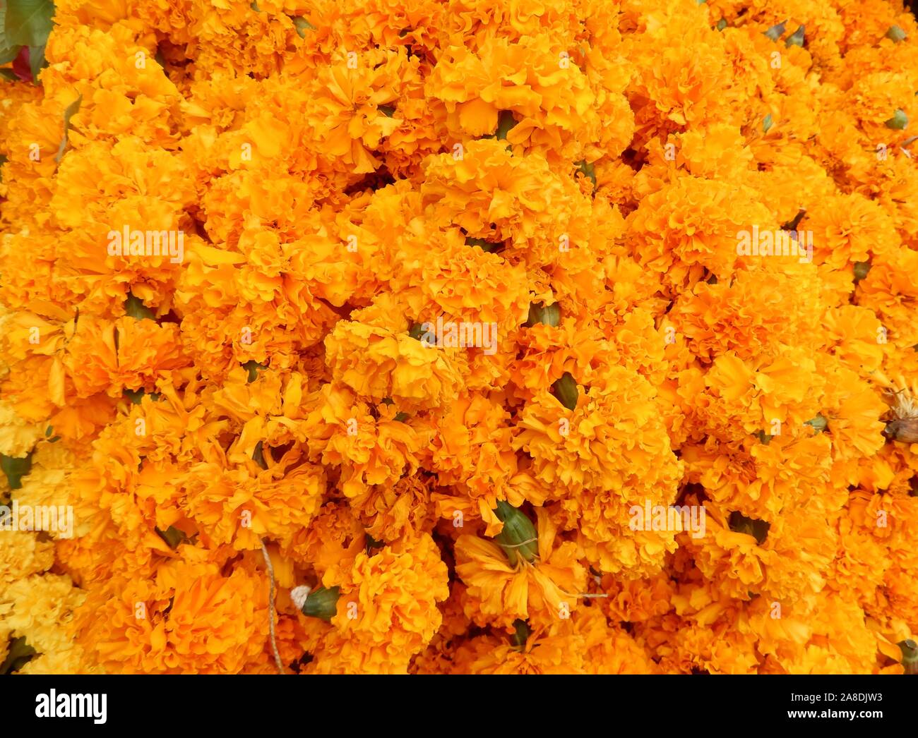 Full frame photo of yellow marigold flowers in the market/India Stock ...