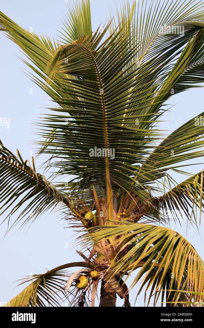 Coconut tree with coconuts/Kerala/India Stock Photo - Alamy