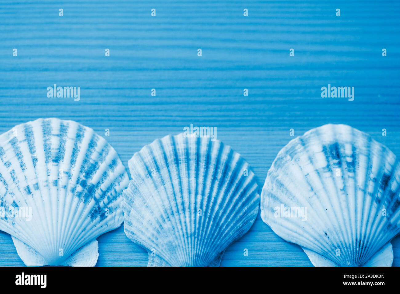Blue shell pattern hi-res stock photography and images - Alamy