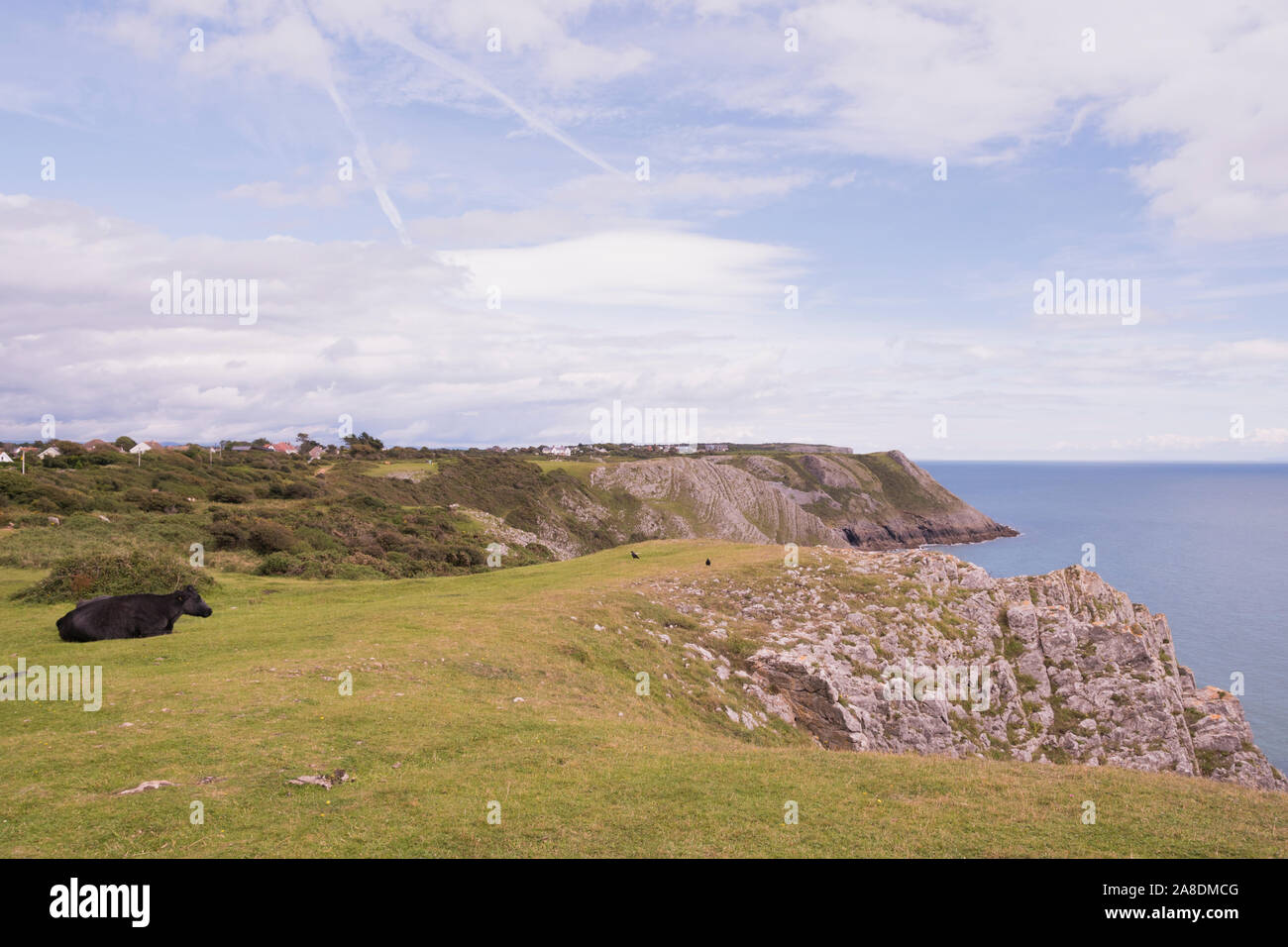 Cow lying down hi-res stock photography and images - Alamy