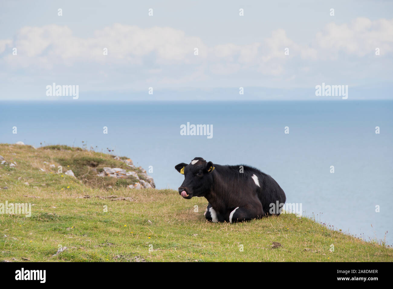 A cow lies on a cliff overlooking the sea, The Gower, Wales Stock Photo ...