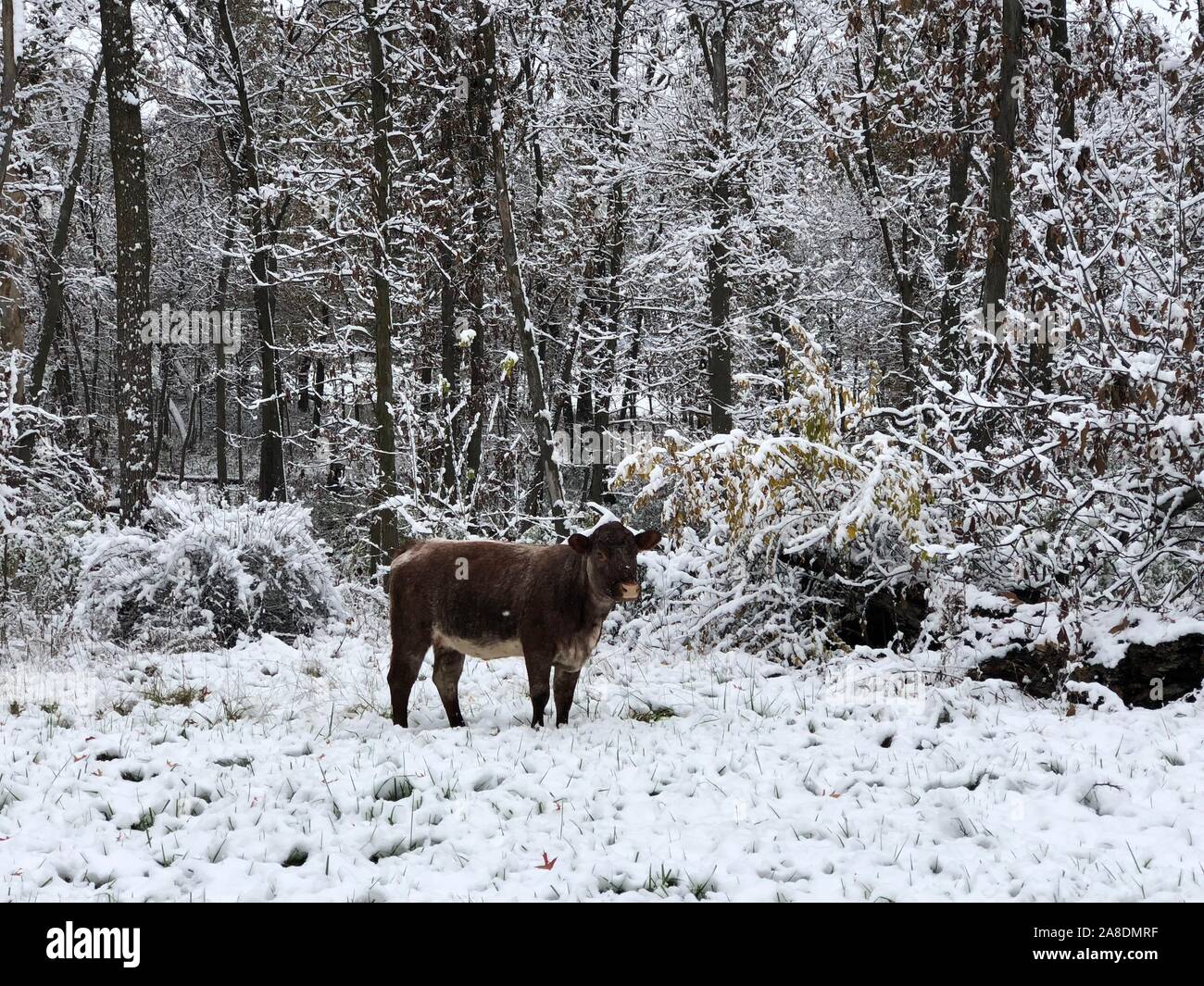 Photograph of rural snow hi-res stock photography and images - Alamy