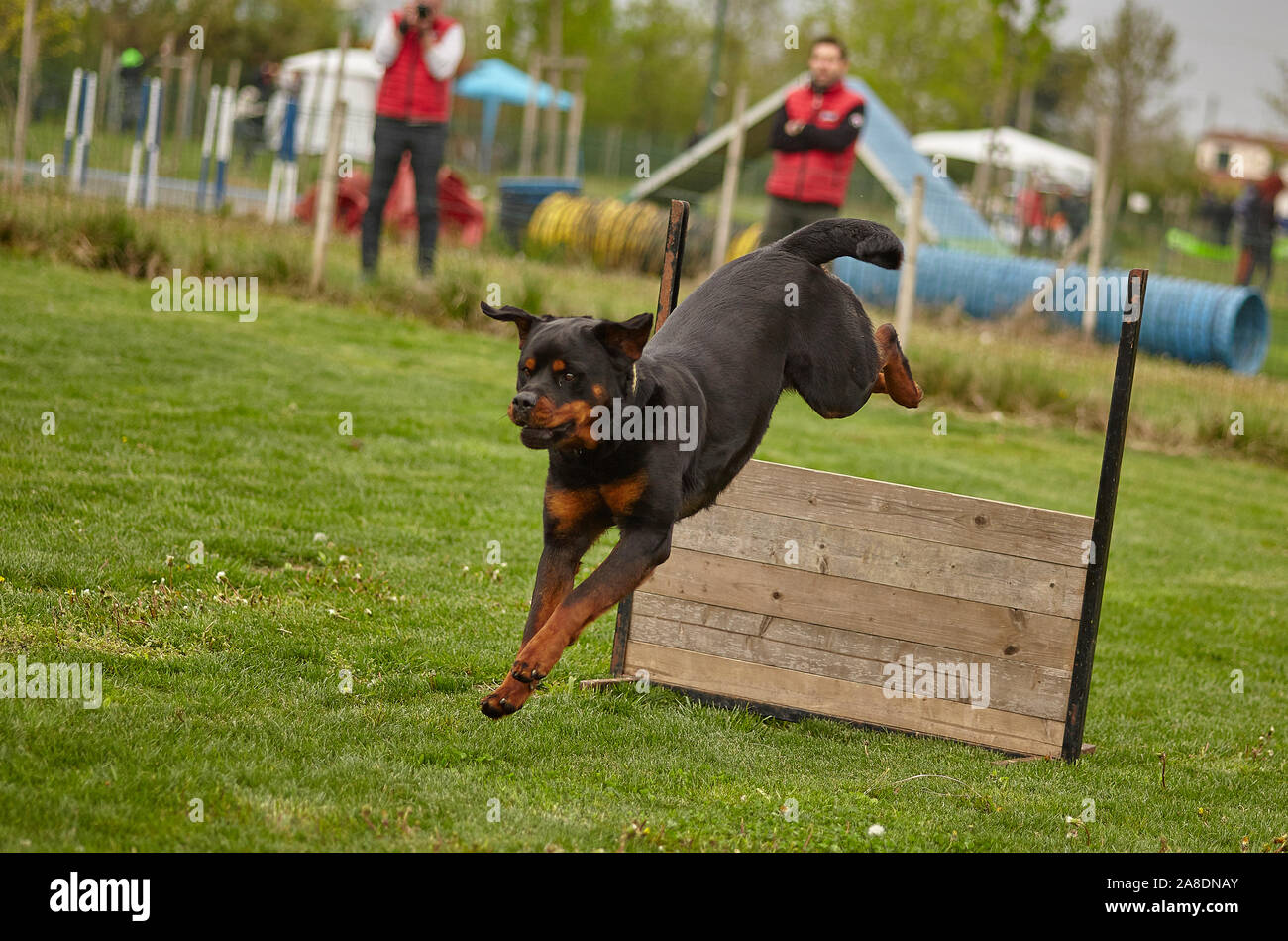 Dog's jump competition #2 Stock Photo - Alamy