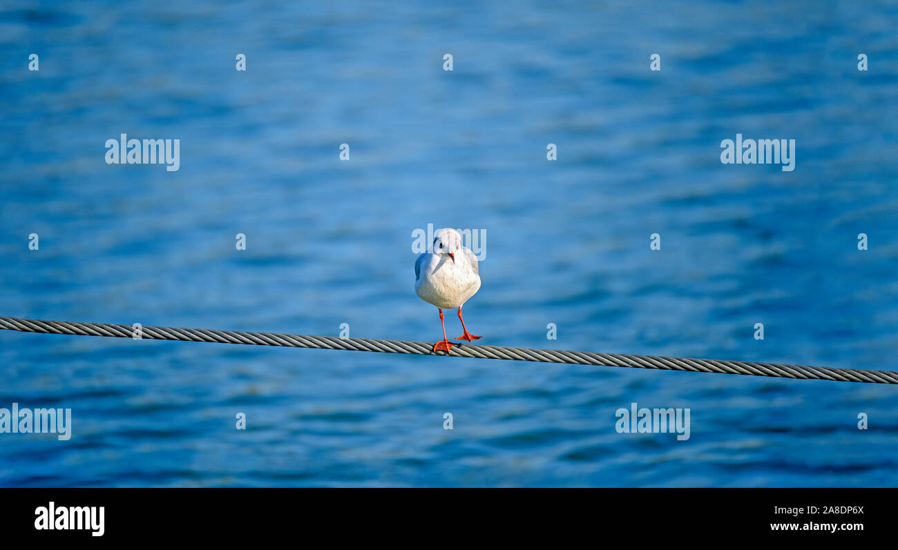 seagull tripping on a steel rope Stock Photo - Alamy